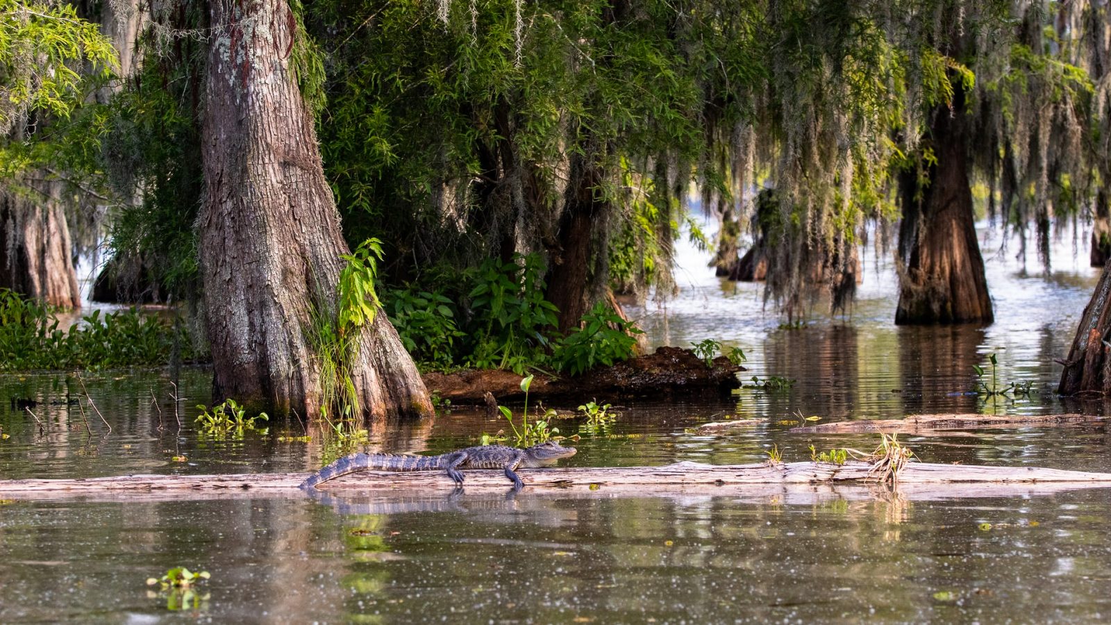 Rerouting the Mississippi River Could Build New Land — and Save a ...