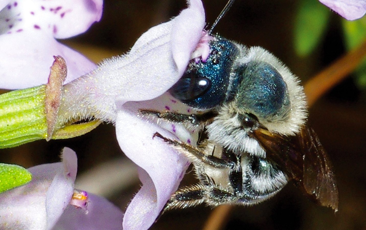 Florida Scientists Find Rare Bee Species at New Sites Feeding On Rare ...