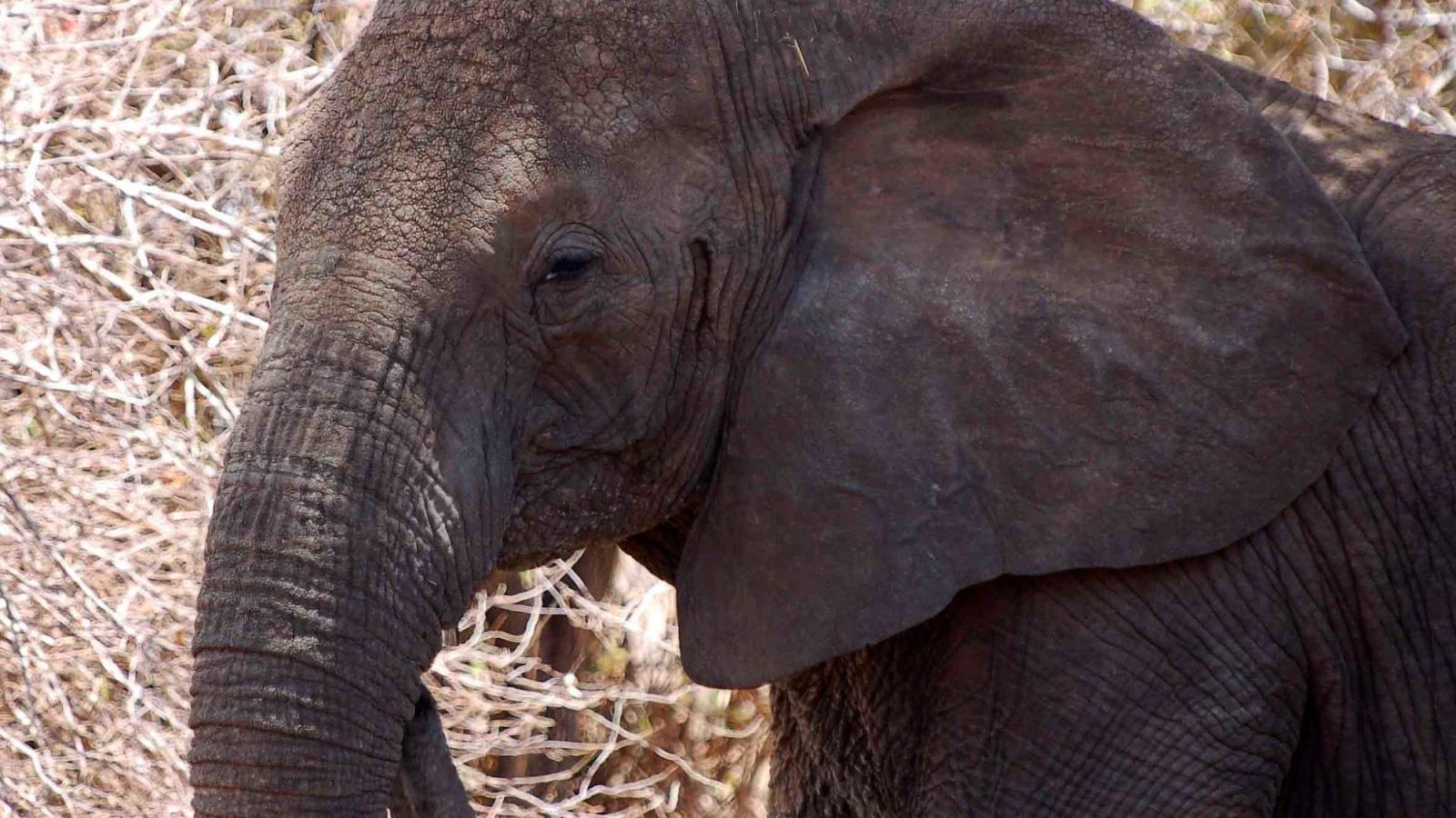 Ivory Trade Accelerated Evolution of Tuskless Elephants: Study - WhoWhatWhy