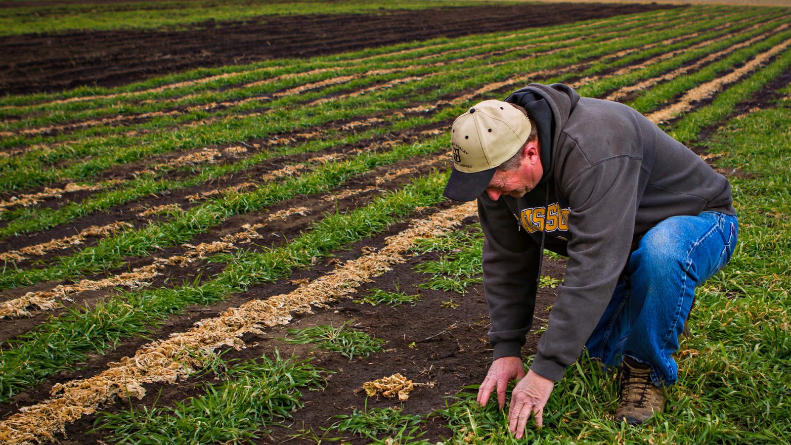 Off-Season ‘Cover’ Crops Expand as US Growers Eye Low-Carbon Future ...