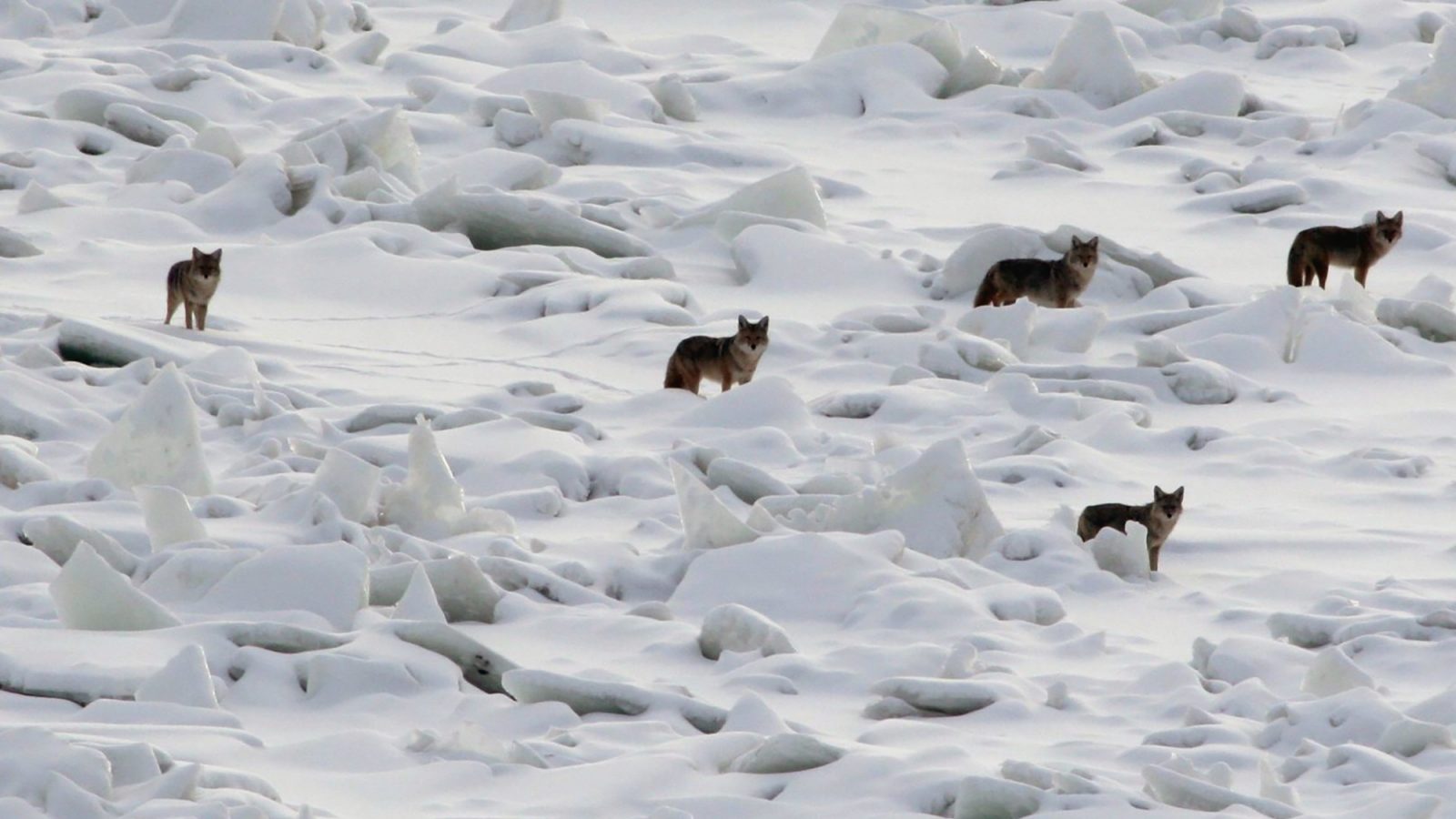 Oil Development Is Changing The Rules Of The Game For Wildlife WhoWhatWhy oil-development-is-changing-the-rules-of-the-game-for-wildlife-whowhatwhy