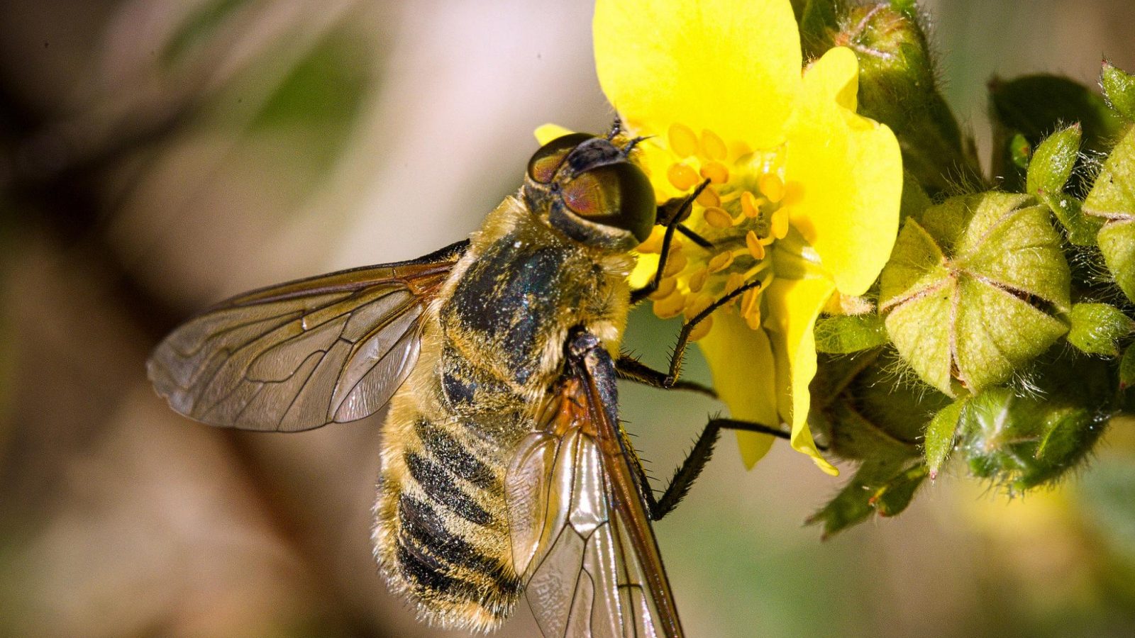 How Heatwaves Are Creating a Pollen Crisis - WhoWhatWhy