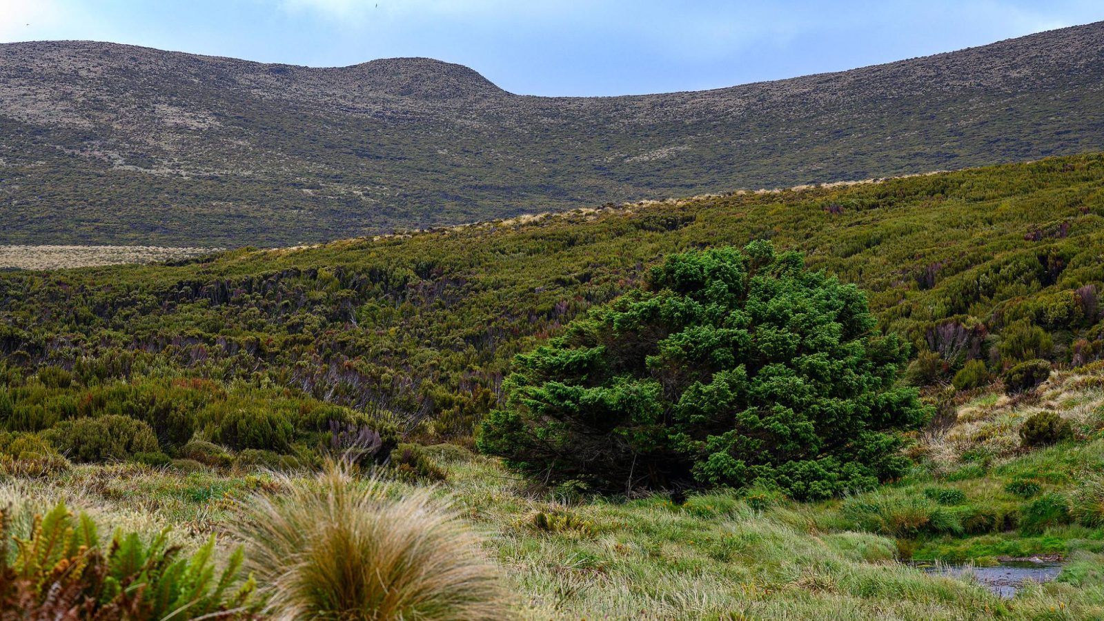 Scientists Hope ‘World’s Loneliest Tree’ Will Help Answer Climate ...