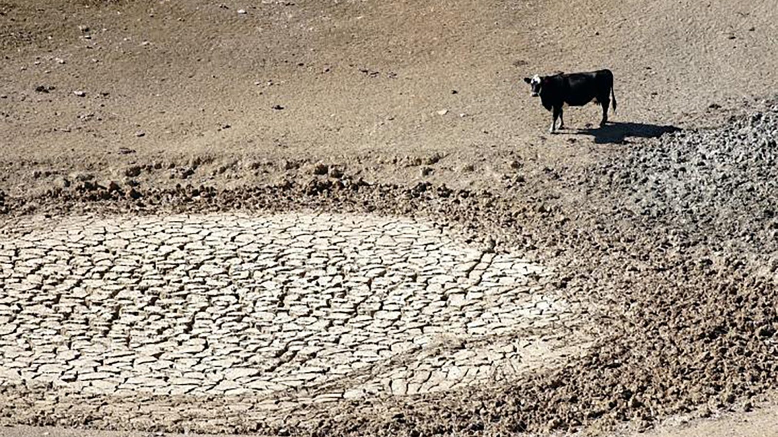 Millions of Factory Farm Animals Are Living in Drought - WhoWhatWhy
