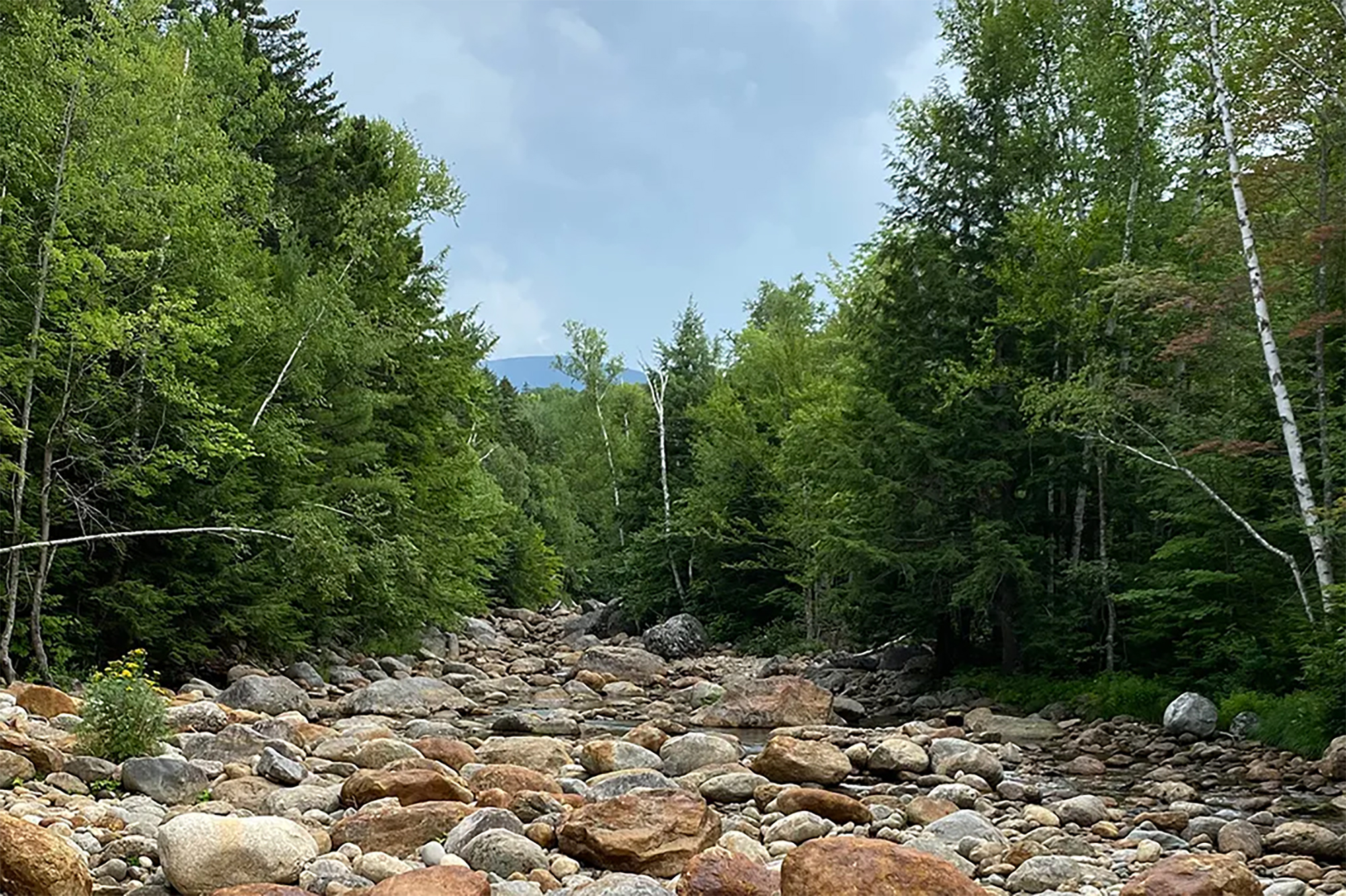 US Streams Are Drying Up - WhoWhatWhy