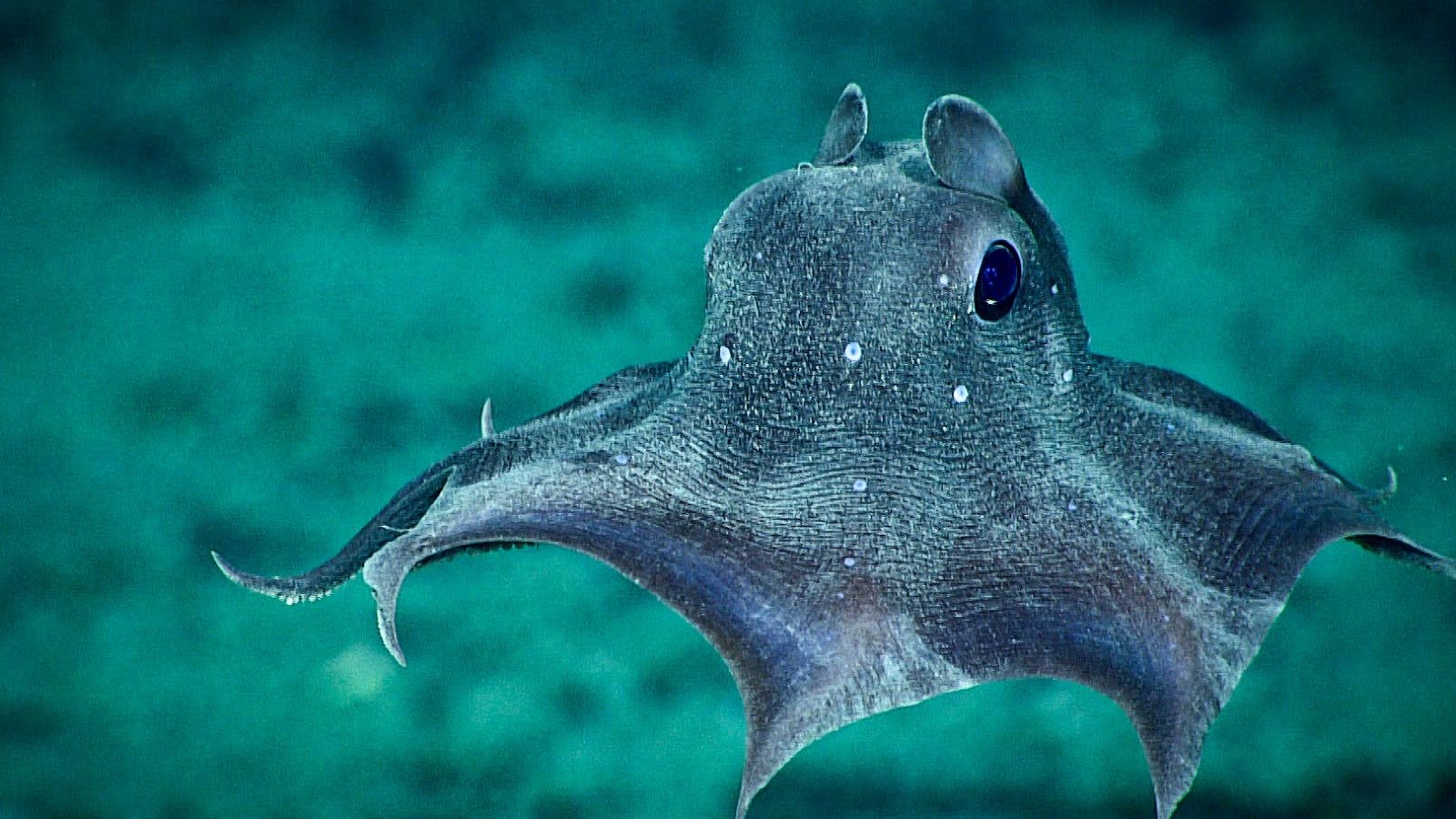 Rare ‘Dumbo’ Octopus Spotted Northwest of Hawaii - WhoWhatWhy