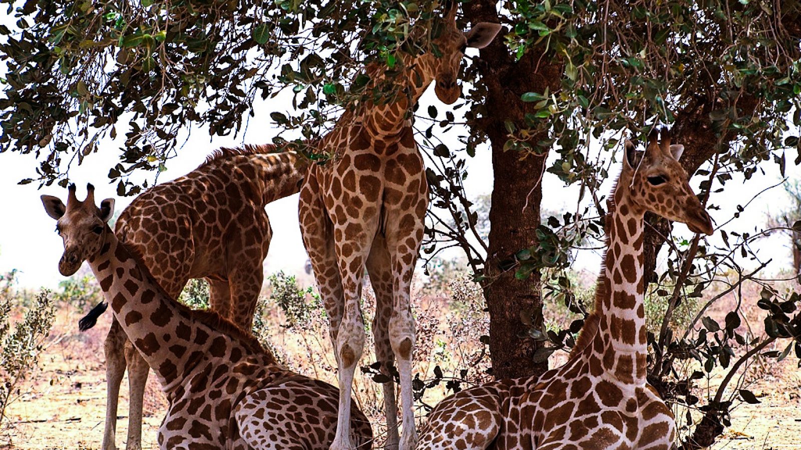 Another Rare Spotless Giraffe Found — First Seen in the Wild - WhoWhatWhy