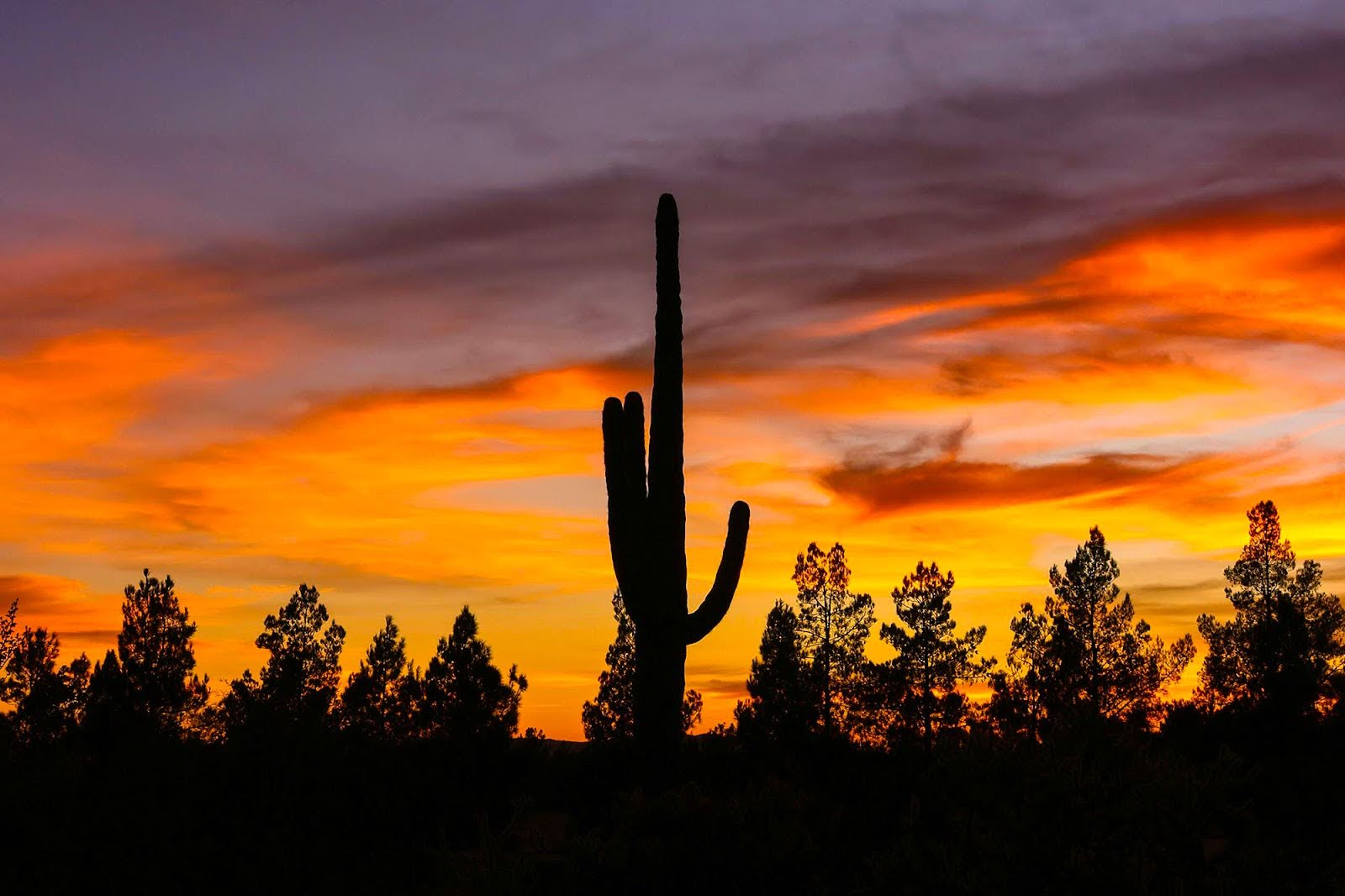 In Mega-Hot Arizona, Climate Is Not on the Ballot. But It Might as Well ...
